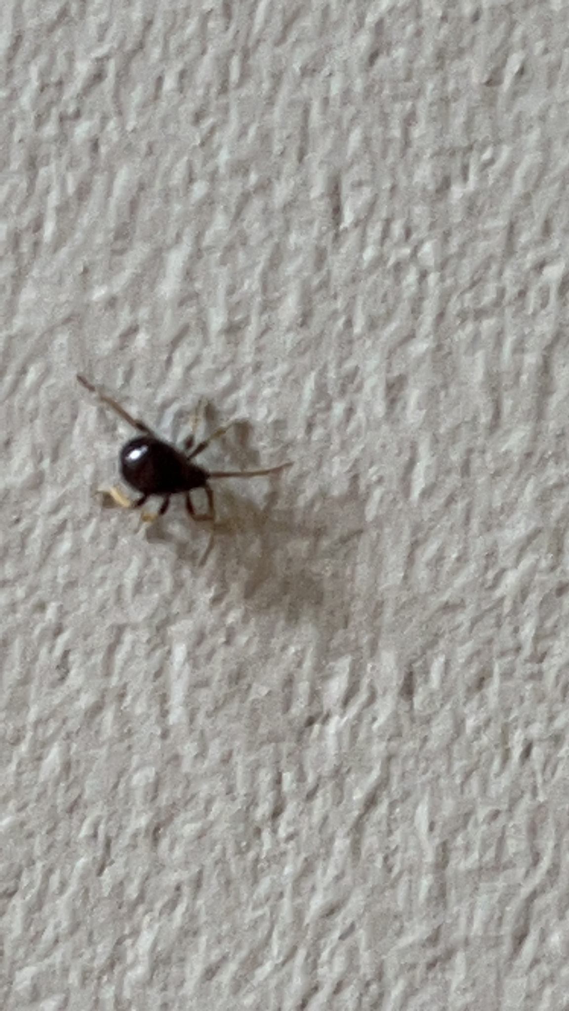 Gibbium aequinoctiale Boieldieu, 1854