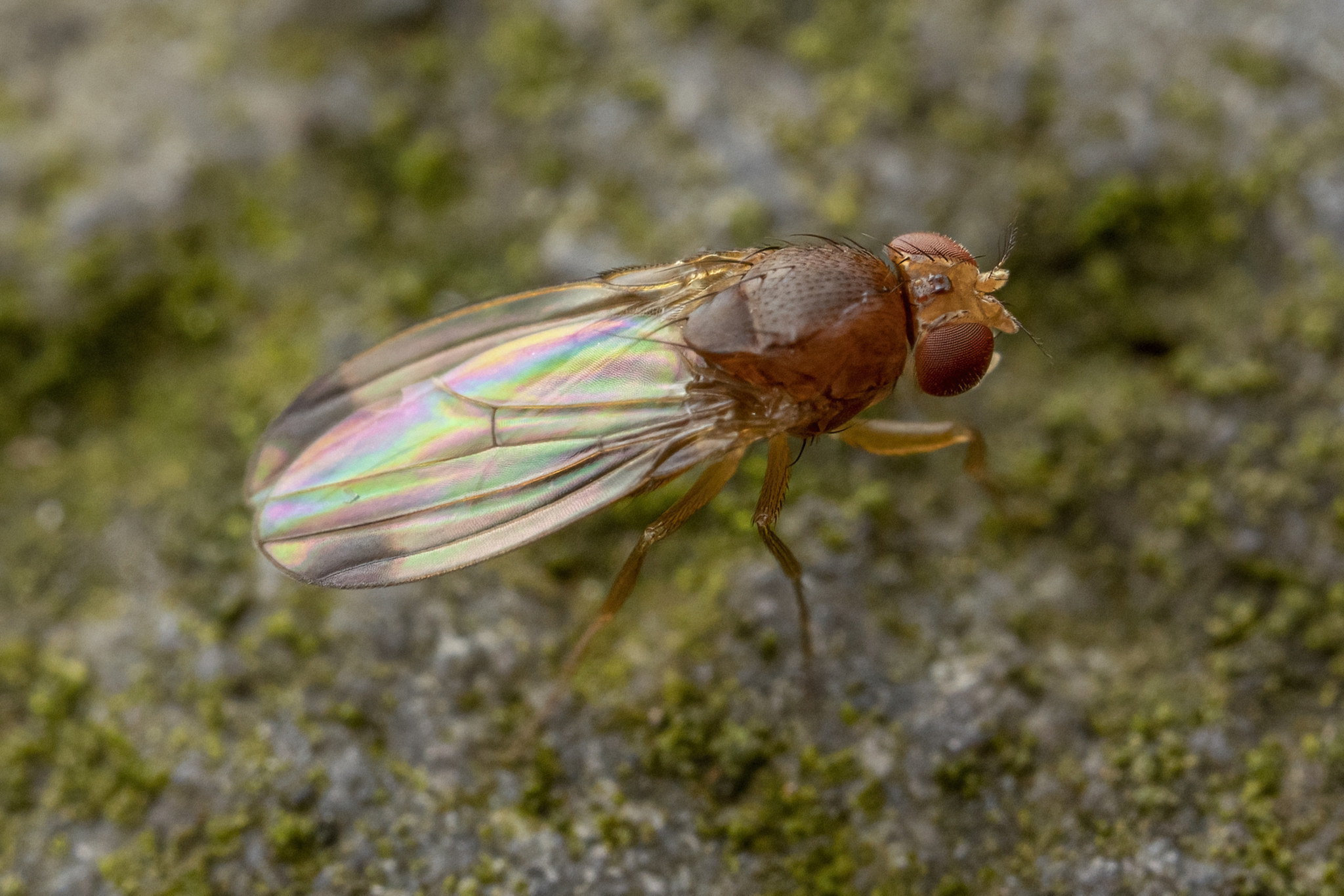 Drosophila suzukii (Matsumura, 1931)