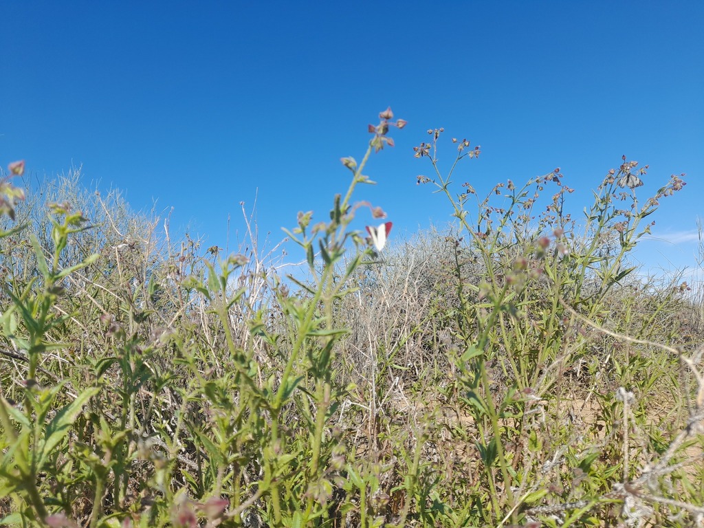 Colotis celimene pholoe from Karas Region, Namibia on May 3, 2022 at 10 ...