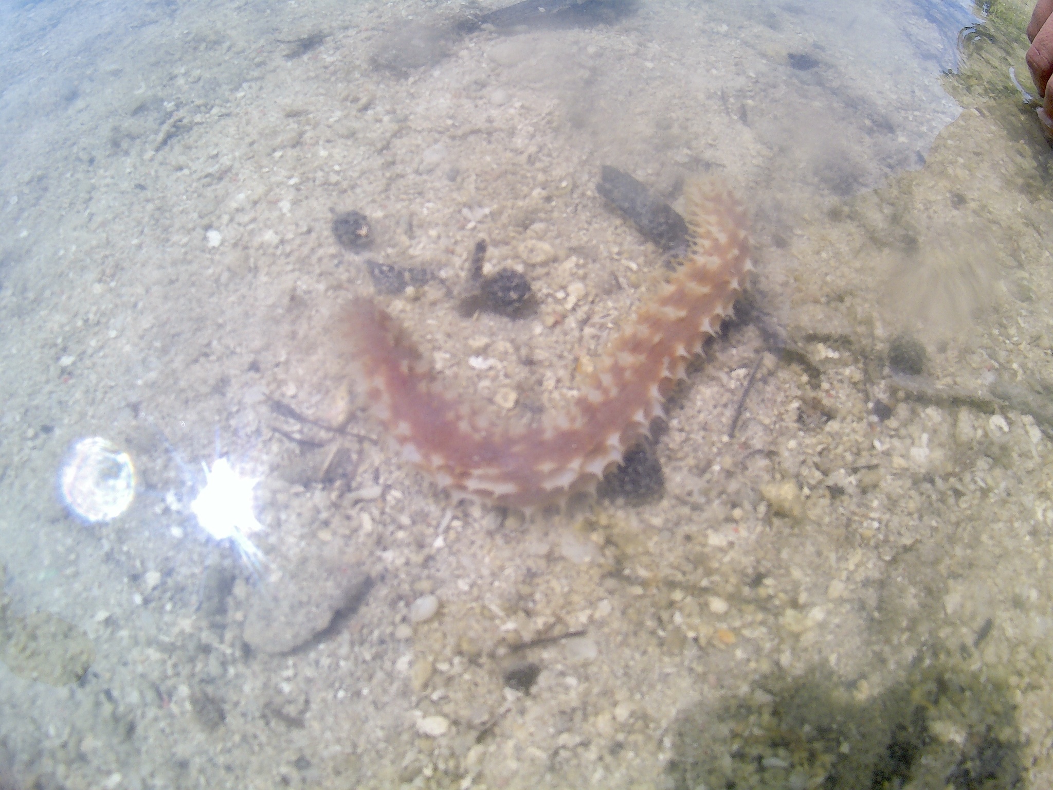 Holothuria hilla Lesson, 1830