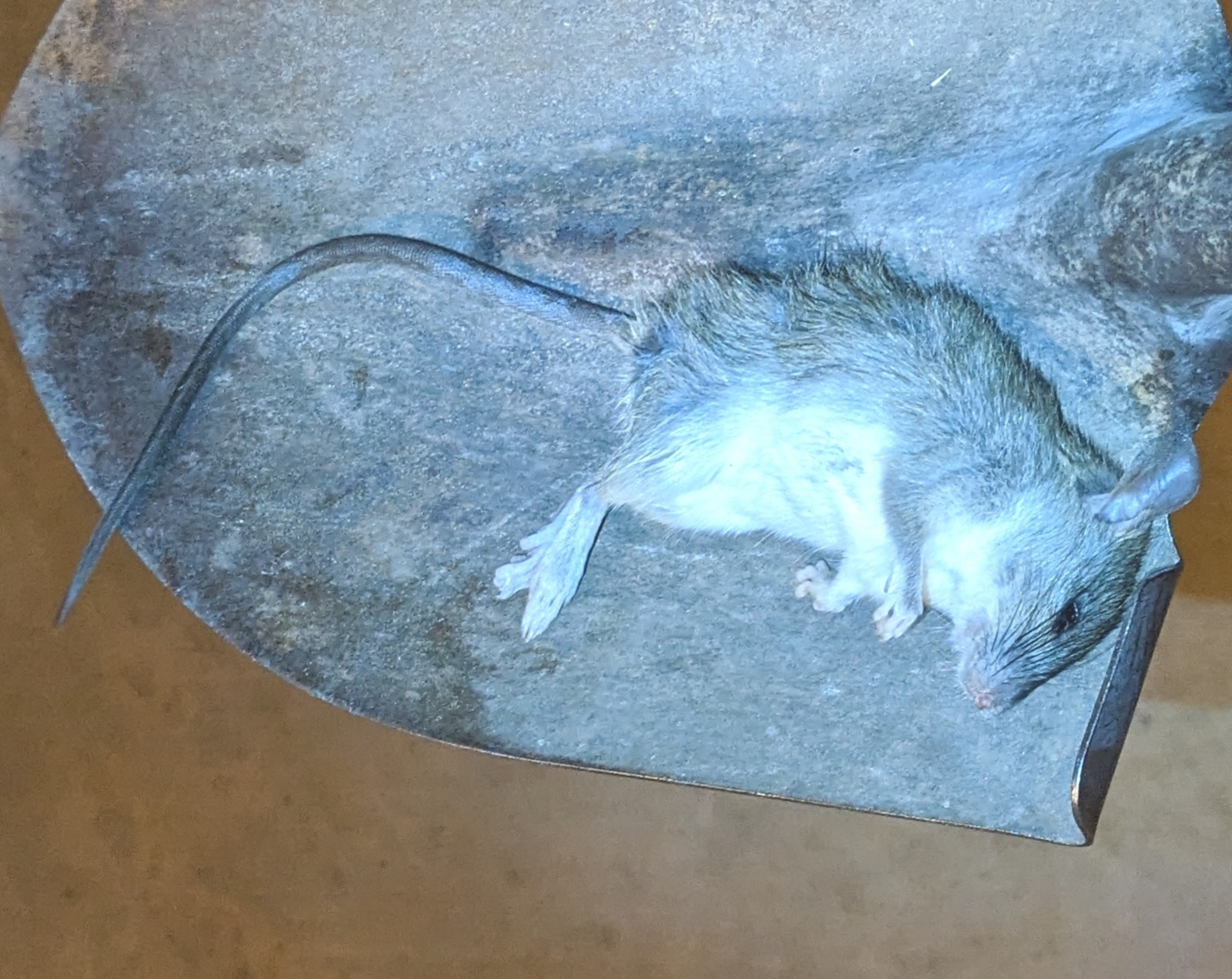 Rattus rattus (Linnaeus, 1758)