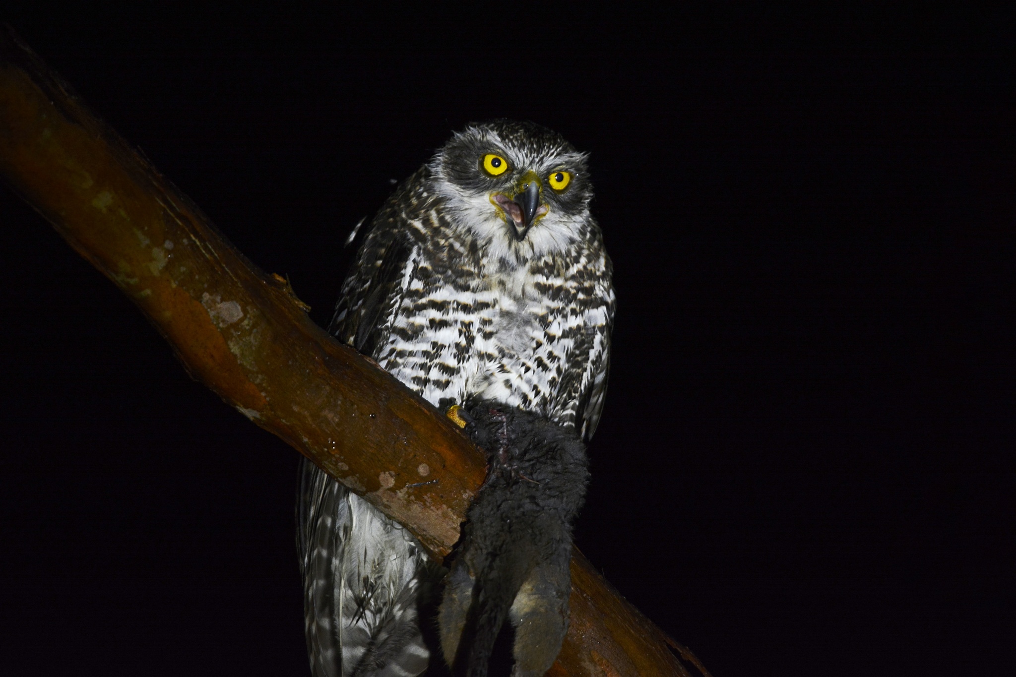 Ninox strenua (Gould, 1838)