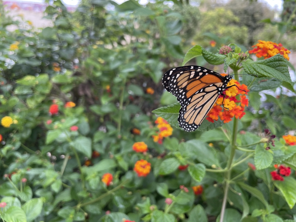 Monarch from Mallorca, Algaida, Balearic Isles, ES on October 13, 2022 ...