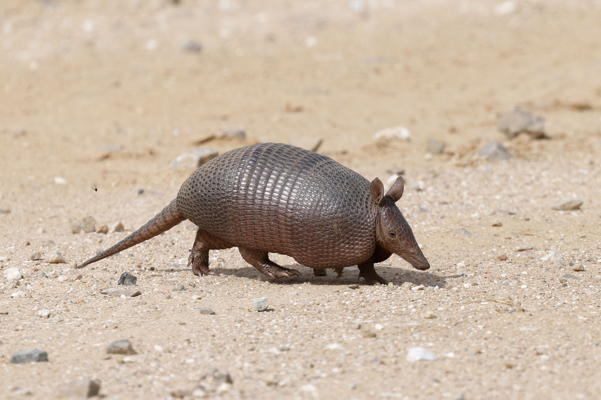 Dasypus septemcinctus Linnaeus, 1758