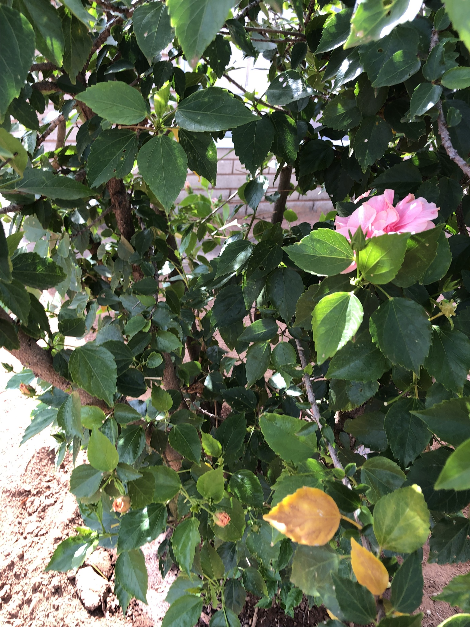 Hibiscus rosa-sinensis L.