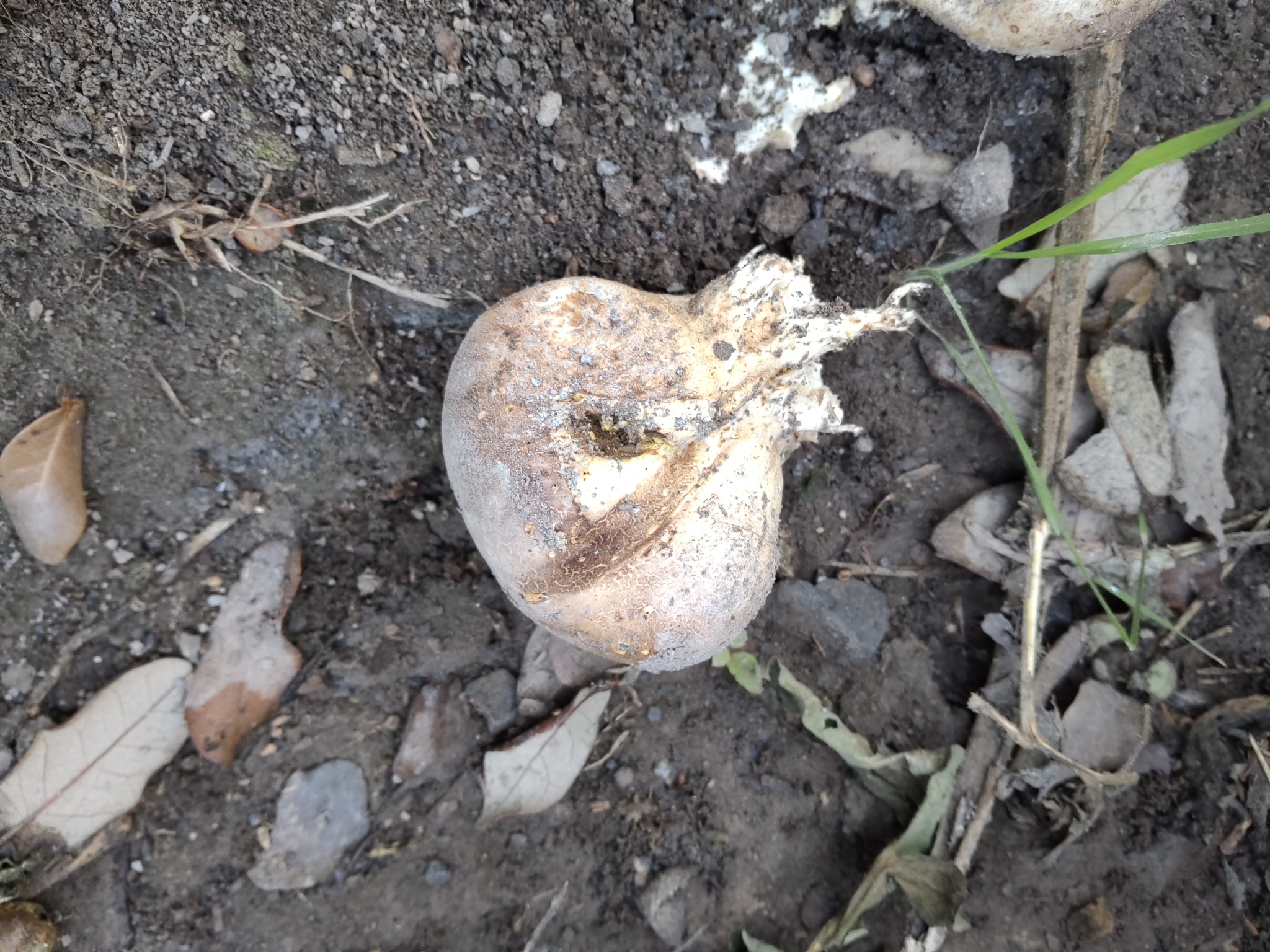 Scleroderma cepa Pers.