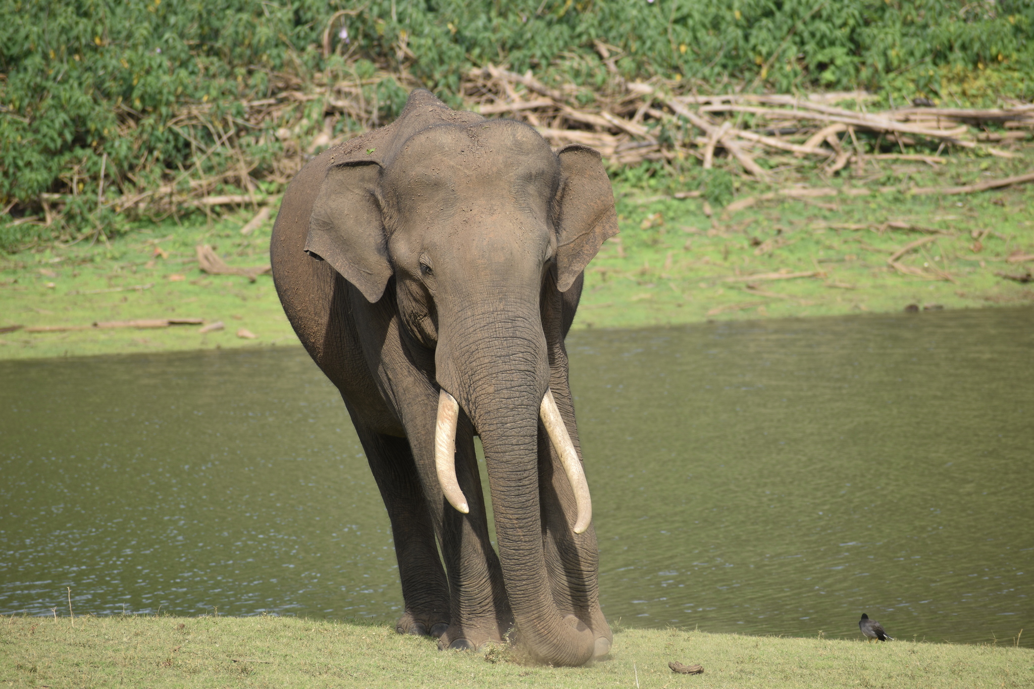 Elephas maximus Linnaeus, 1758