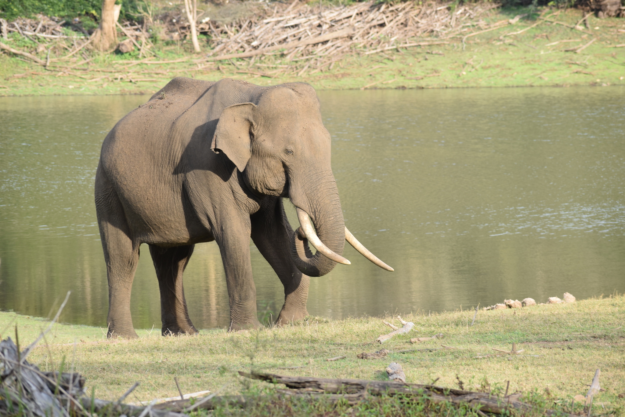 Elephas maximus Linnaeus, 1758