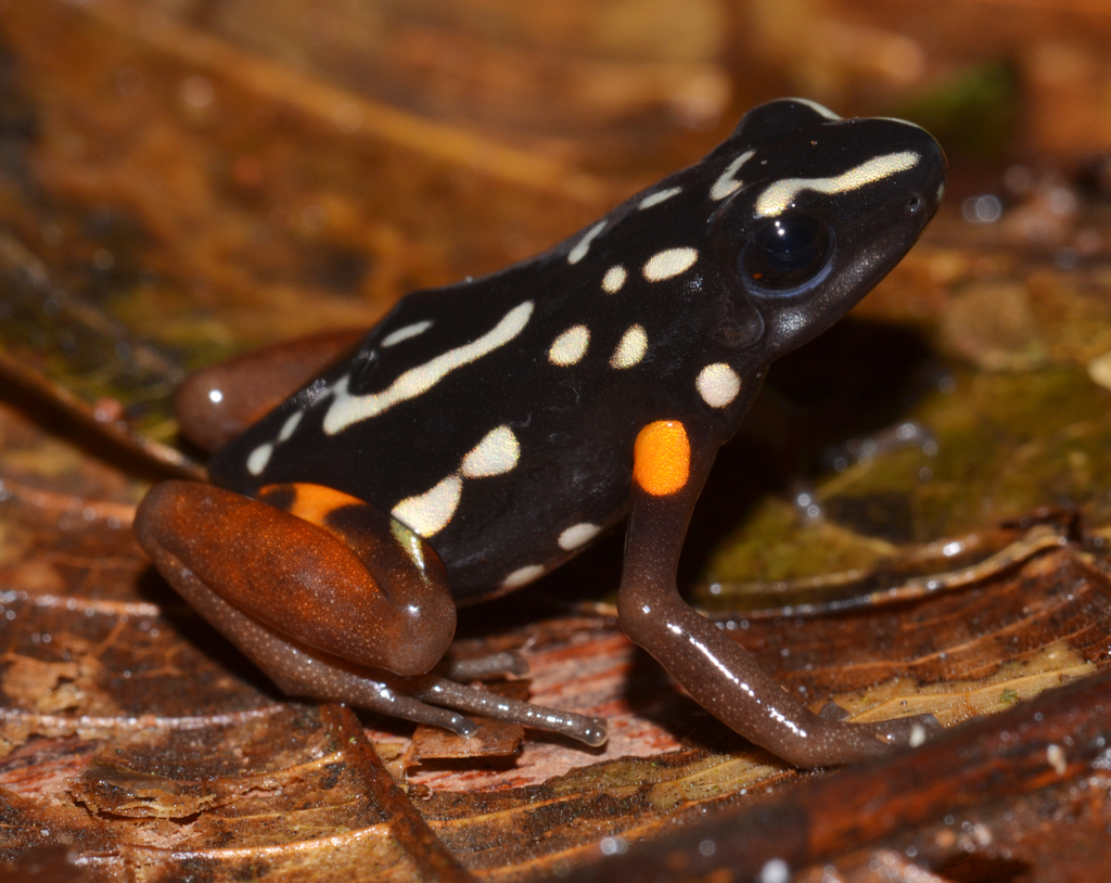 Brazil-nut Poison Frog from Alta Floresta - MT, 78580-000, Brasil on ...