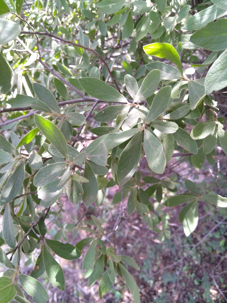 Bluebush from Fochville, South Africa on January 18, 2023 at 01:31 PM ...