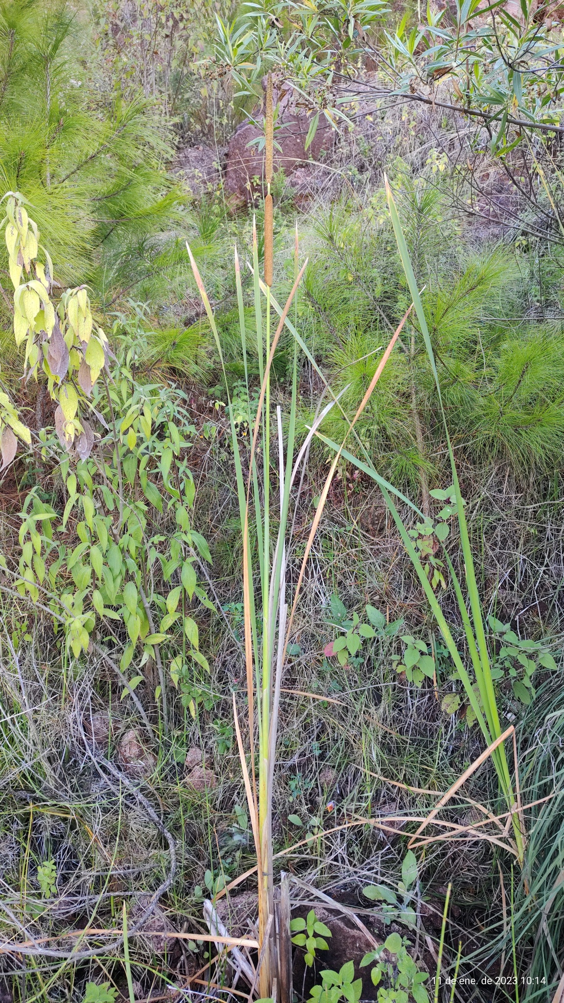 Typha domingensis Pers.