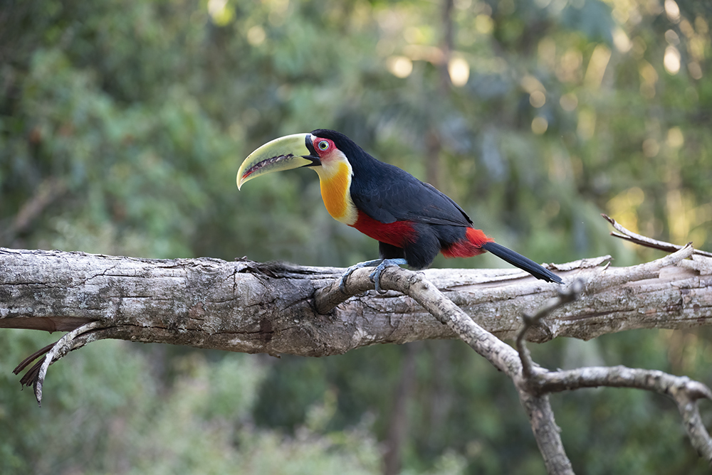 Red-breasted Toucan from Monteiro Lobato - SP, 12250-000, Brasil on ...