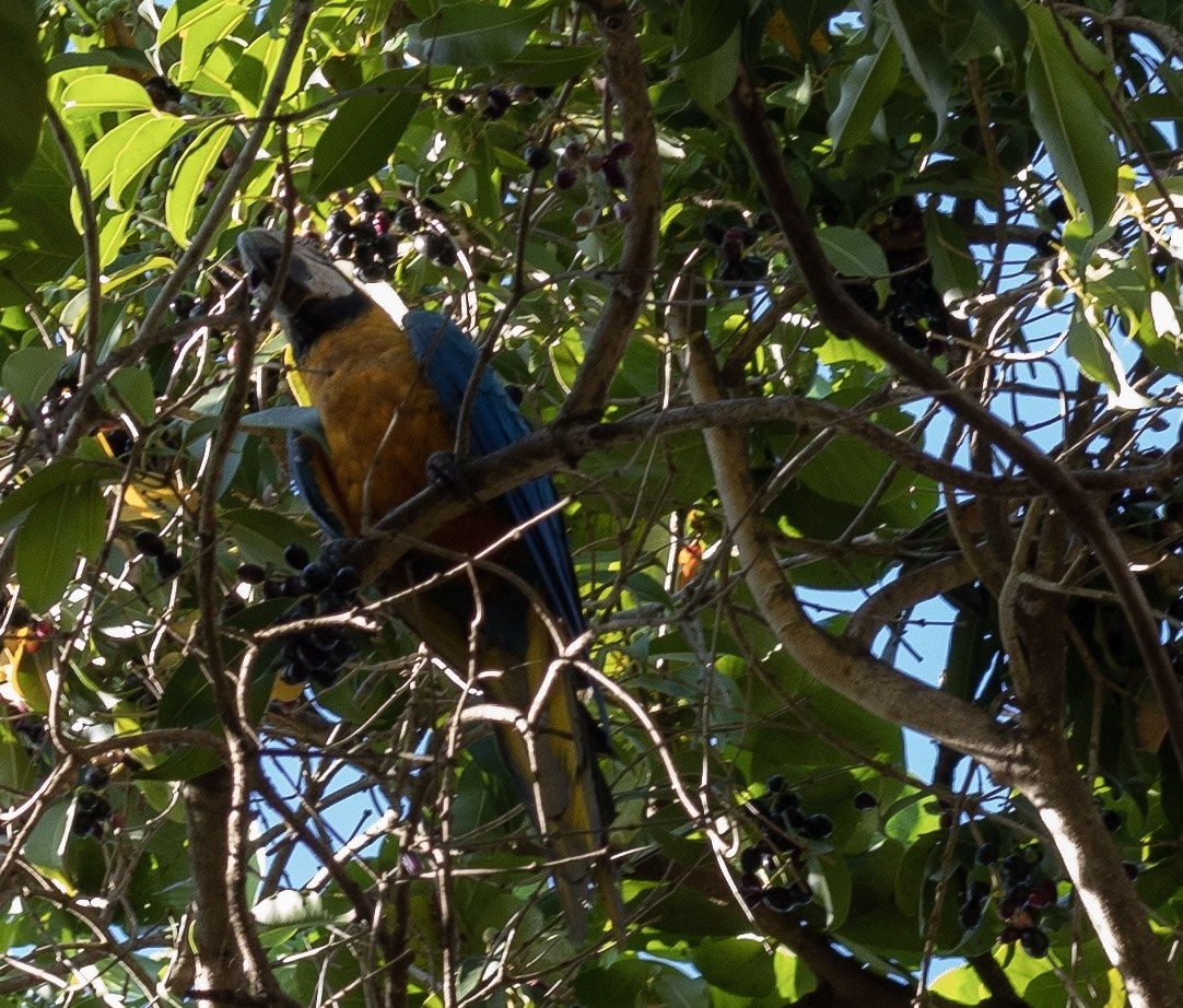 Ara ararauna (Linnaeus, 1758)