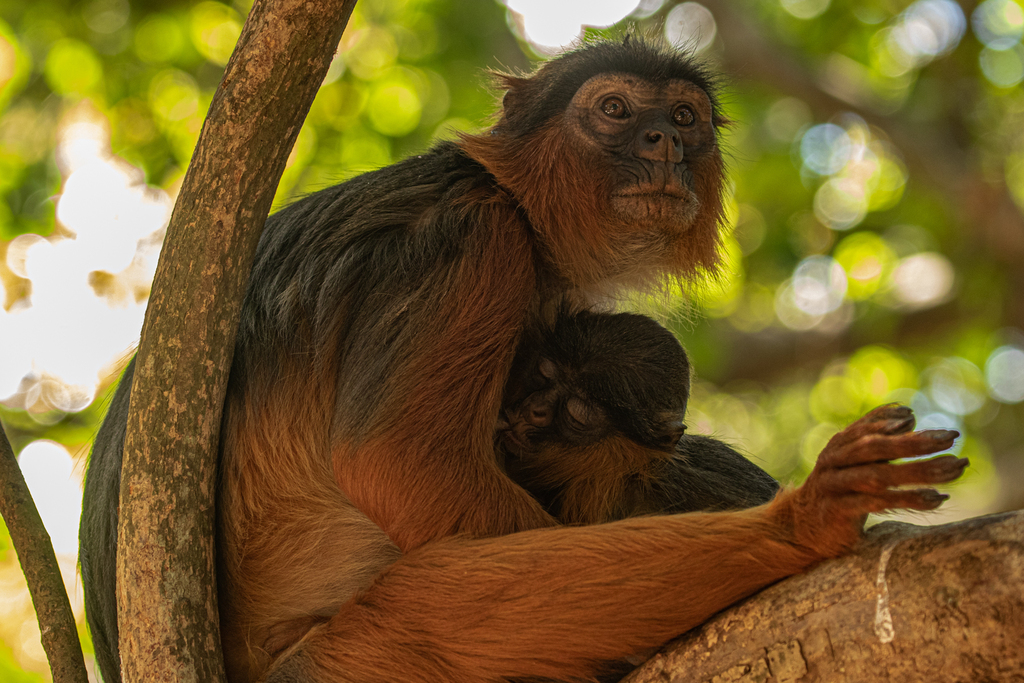Western Red Colobus (Piliocolobus badius) - Know Your Mammals