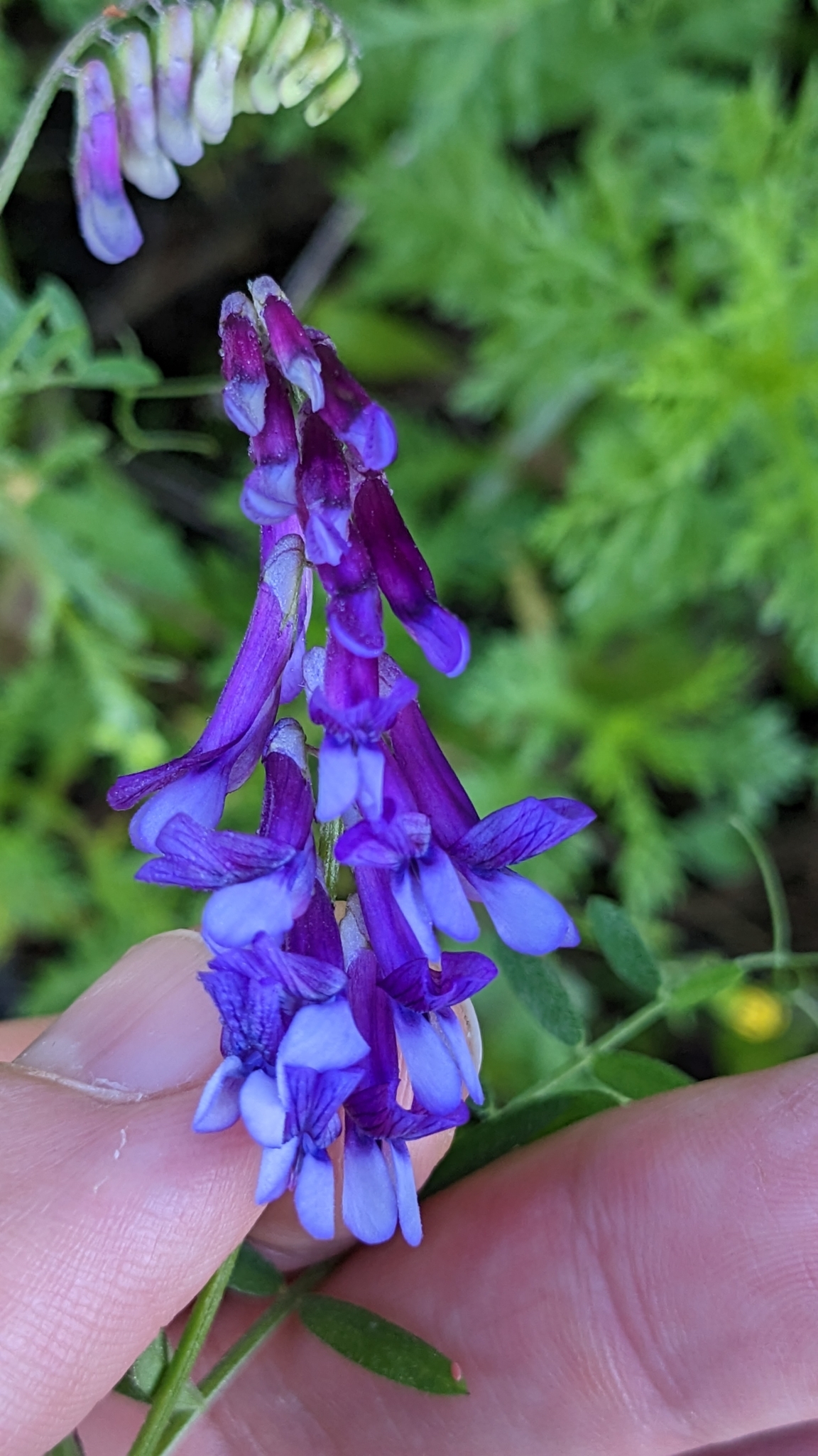 Vicia villosa Roth