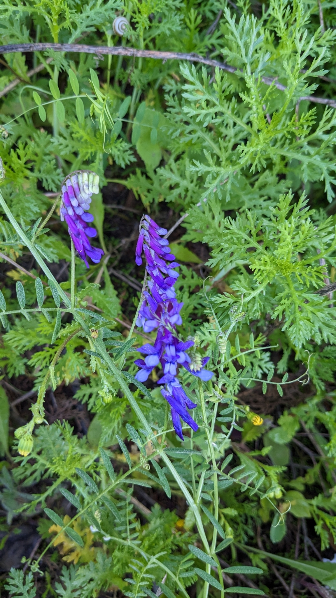 Vicia villosa Roth