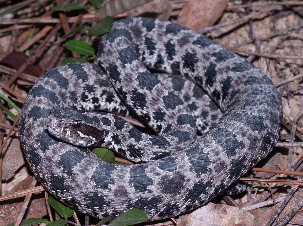 Dusky Pygmy Rattlesnake (Sistrurus miliarius barbouri) - Snakes and Lizards