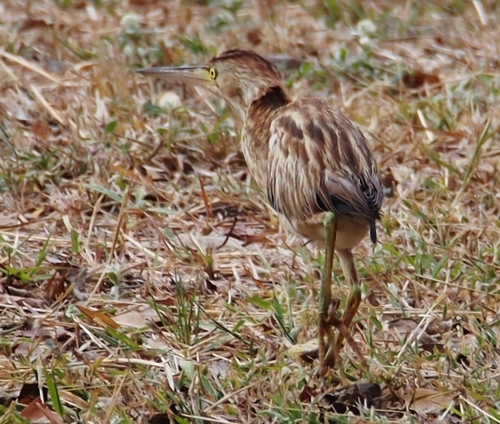 Yellow Bittern (Birds of the British Indian Ocean Territory ) · iNaturalist