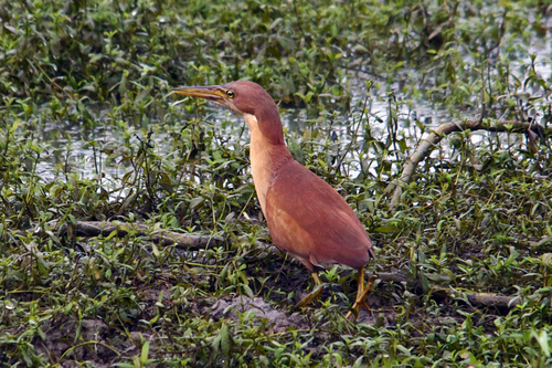 Cinnamon Bittern (Birds of the British Indian Ocean Territory ...