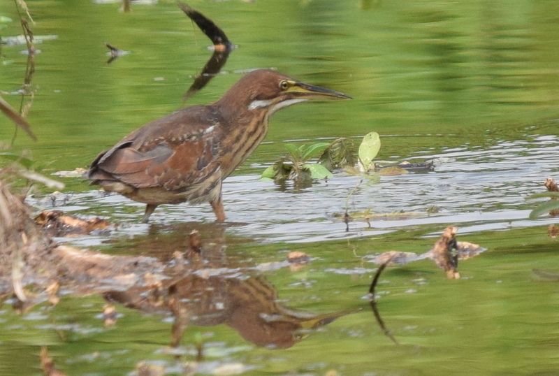 Cinnamon Bittern (Birds of the British Indian Ocean Territory ...