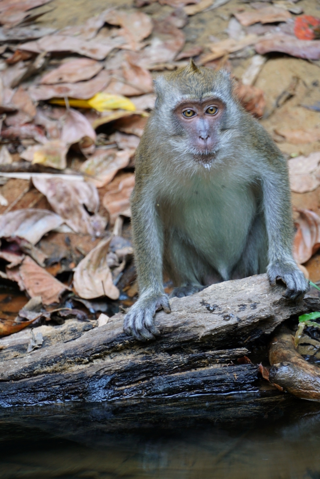Macaca fascicularis (Raffles, 1821)