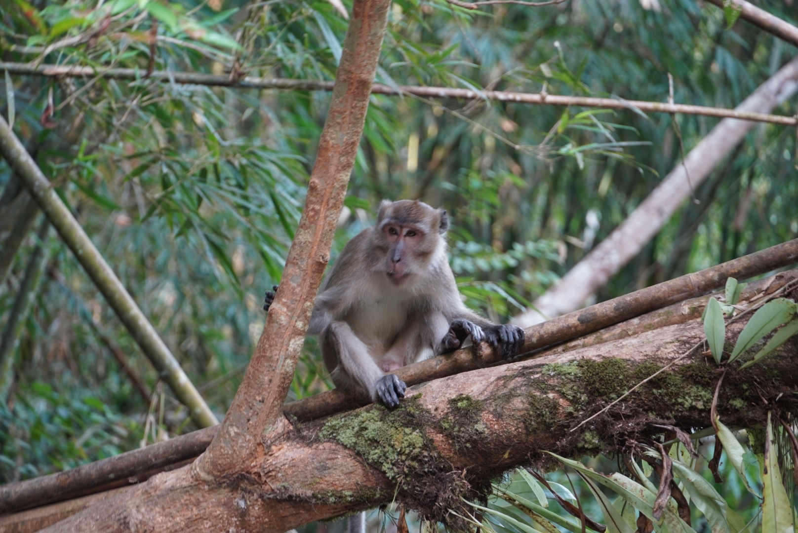 Macaca fascicularis (Raffles, 1821)