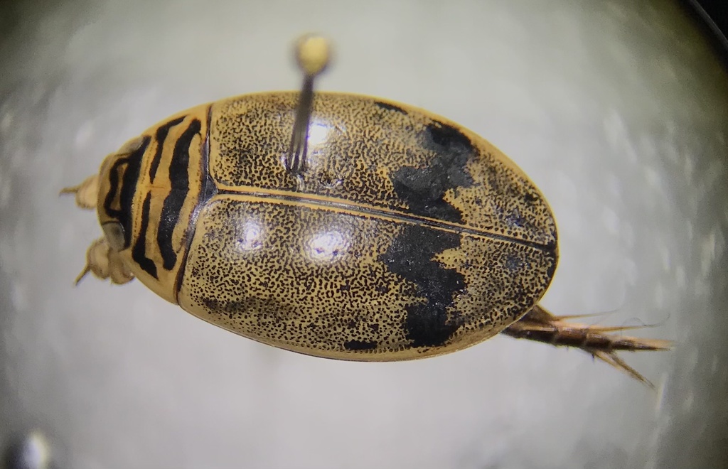 Mottled Diving Beetle from Coronado National Forest, Pearce, AZ, US on ...