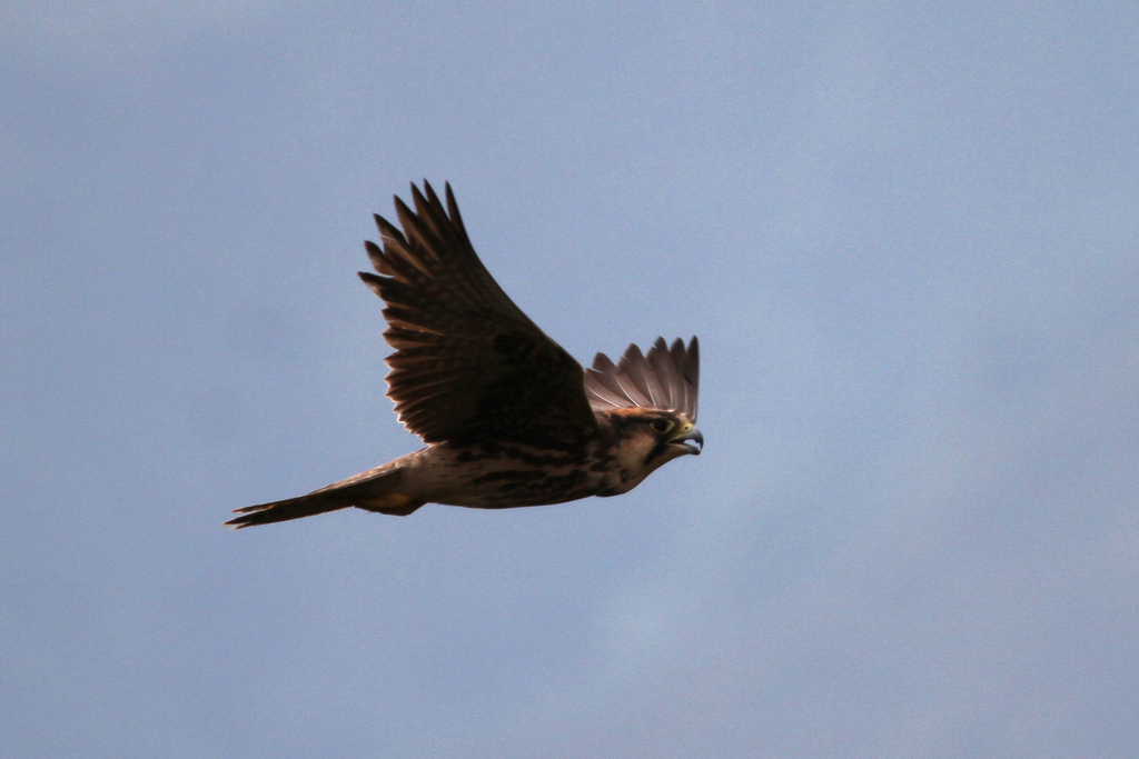 Lanner Falcon (Birds of the Chagos Archipelago) · iNaturalist
