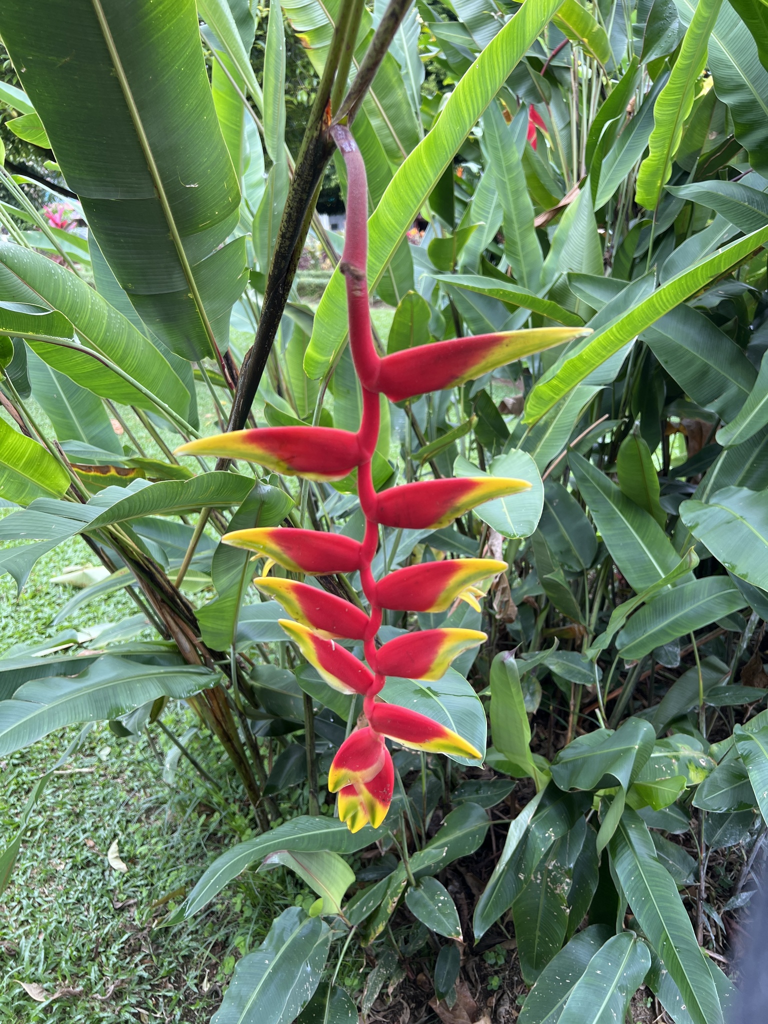 Heliconia rostrata Ruiz & Pav.
