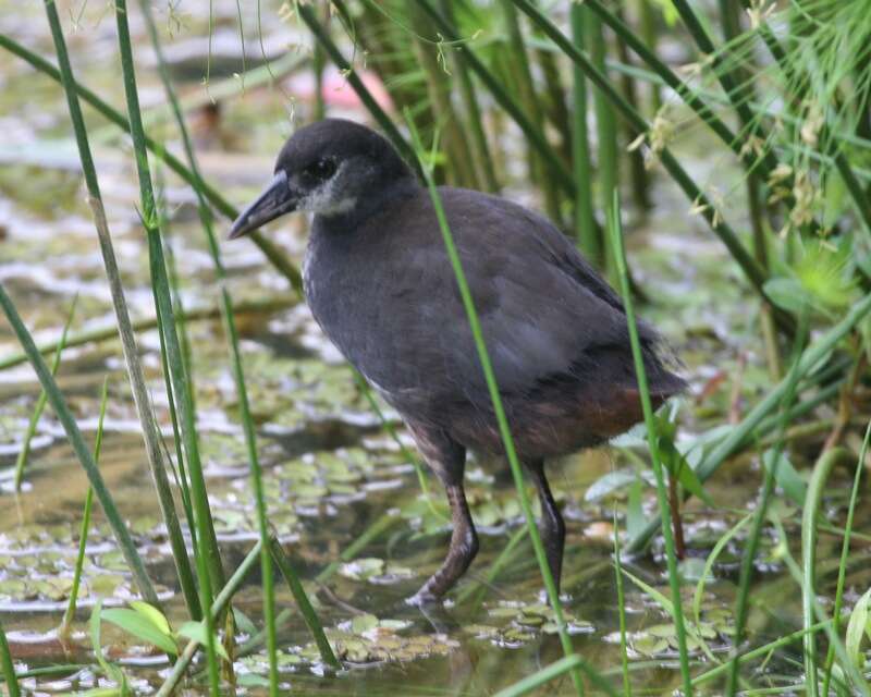 White-breasted Waterhen (Birds of the British Indian Ocean Territory ...