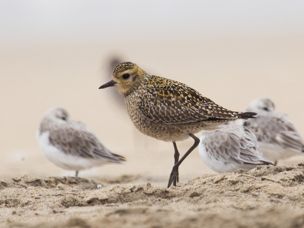 Pacific Golden-Plover (Birds of the Chagos Archipelago) · iNaturalist