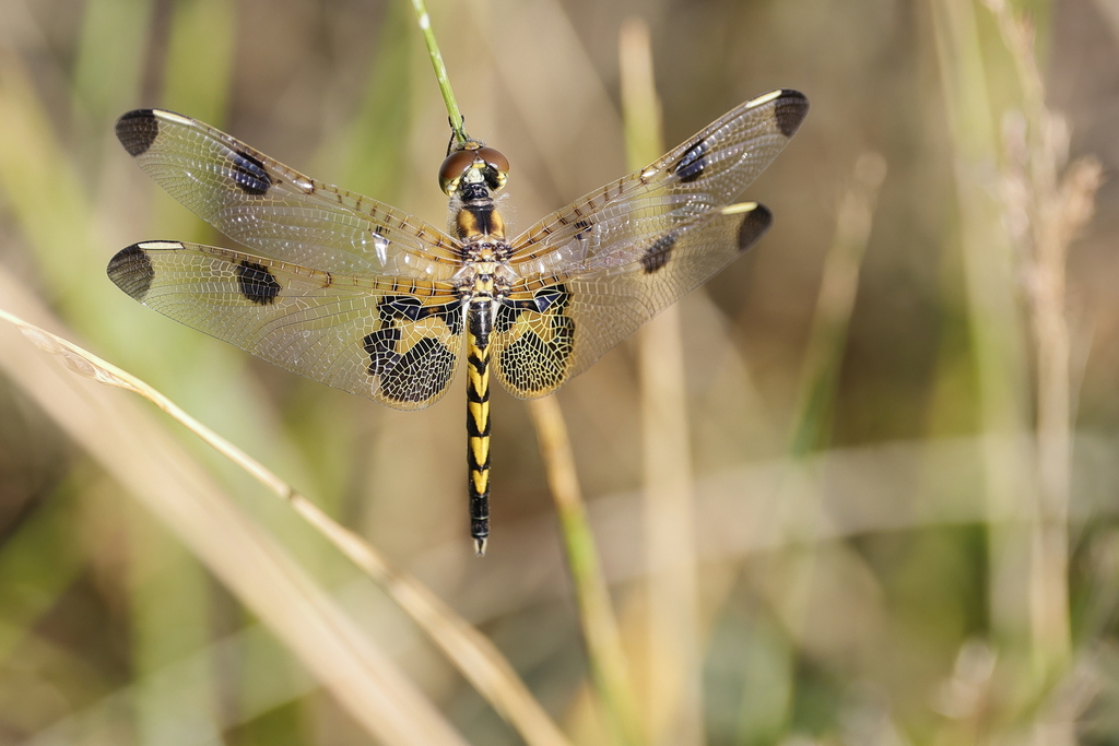 Calico Pennant from Londonderry, VT, USA on July 13, 2022 at 09:09 AM ...