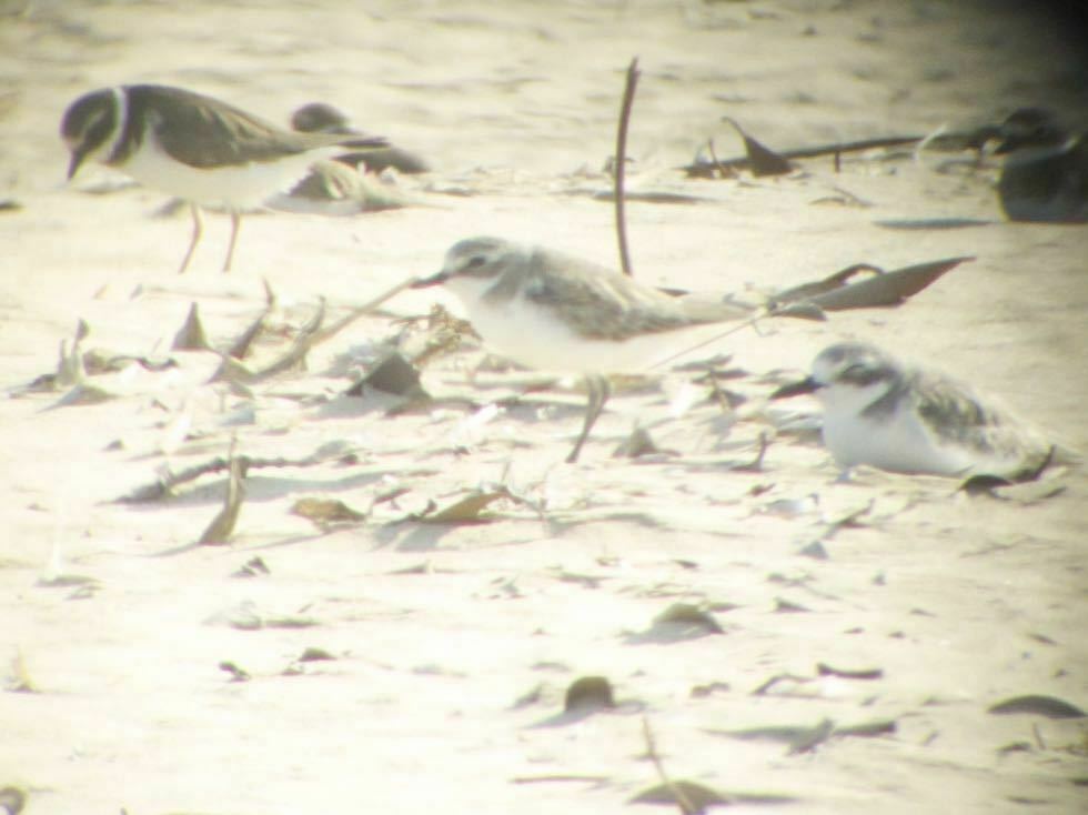 Lesser Sand-Plover (Birds of the British Indian Ocean Territory ...