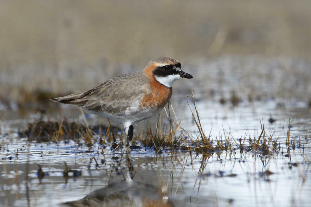 Lesser Sand-Plover (Birds of the British Indian Ocean Territory ...