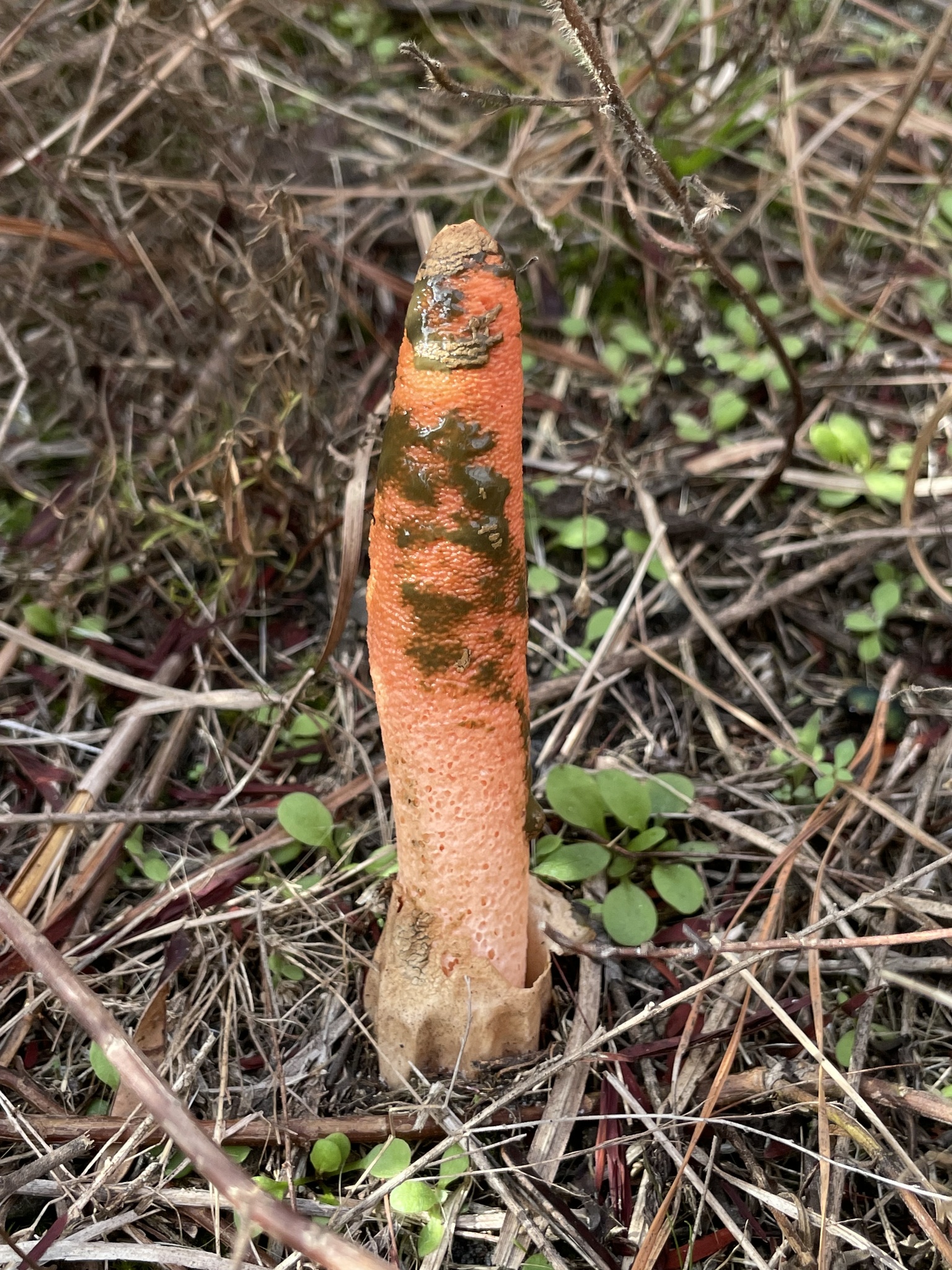 Mutinus Fr.