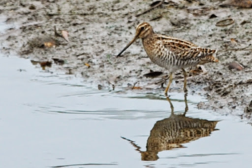 Pin-tailed Snipe (Birds of the British Indian Ocean Territory ...