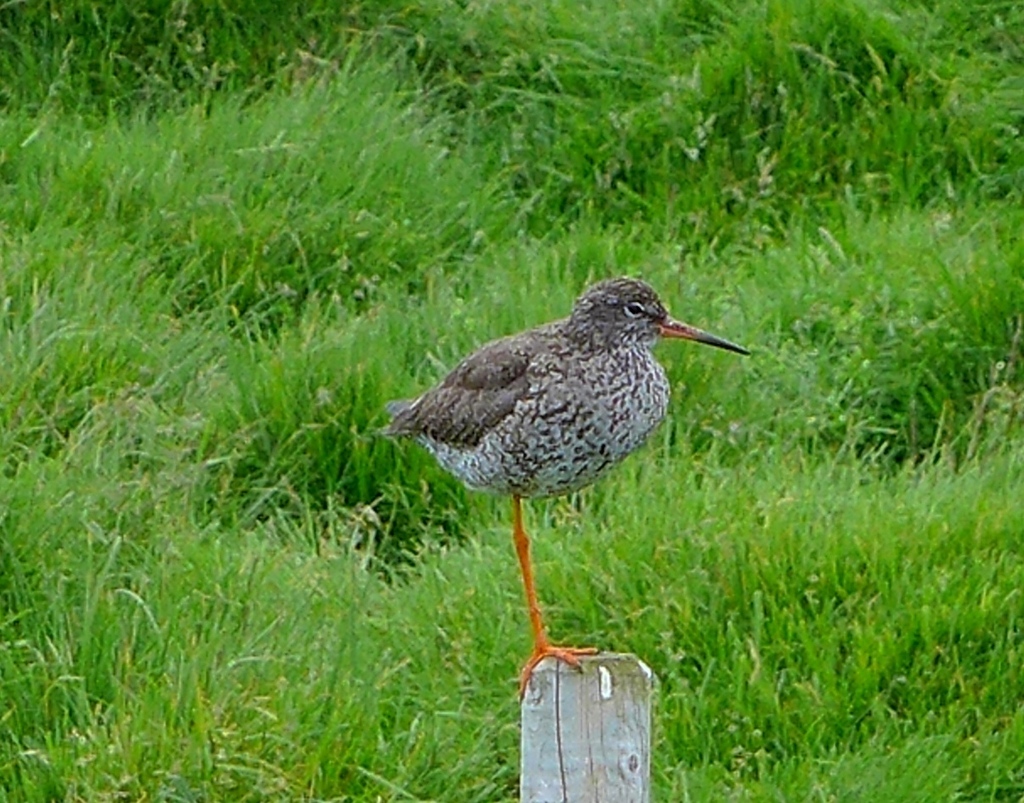 Common Redshank (Birds of the British Indian Ocean Territory ...