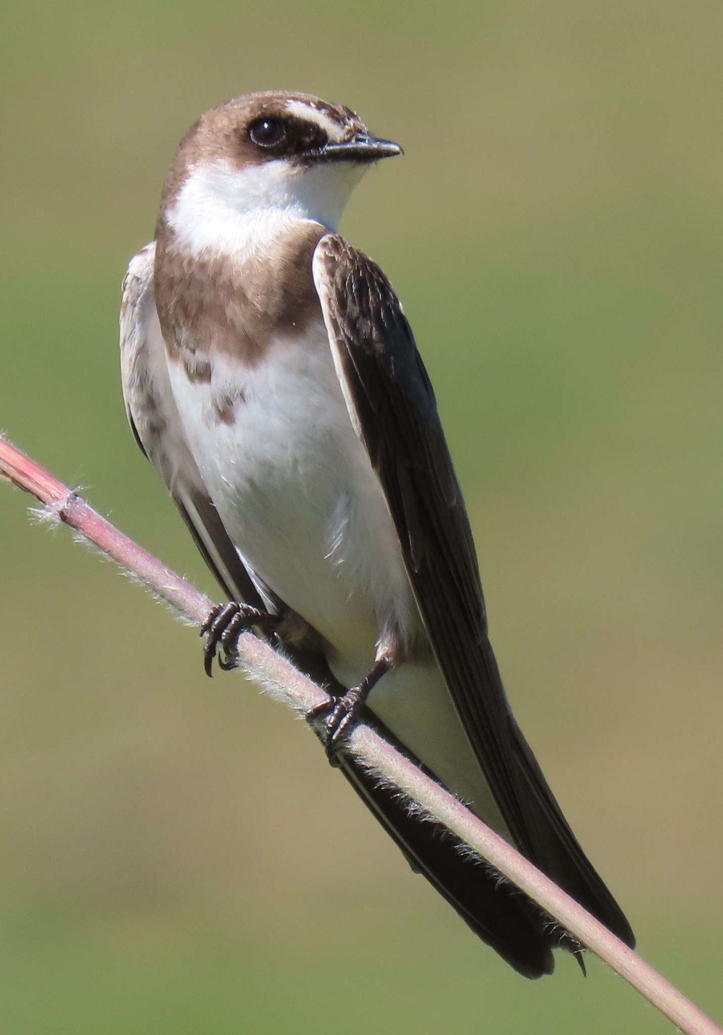 Riparia cincta (Boddaert, 1783)