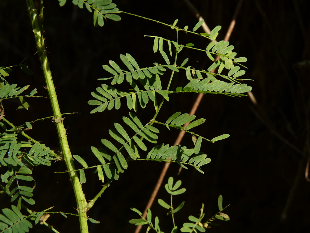 littleleaf sensitive-briar (Mimosa microphylla) - Botanical Realm