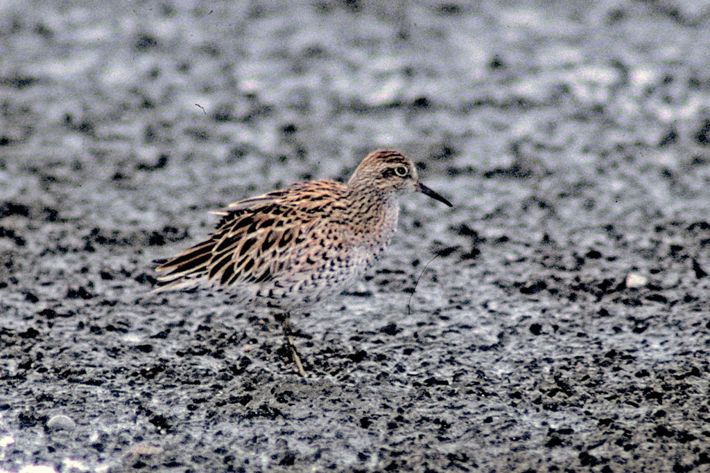 Sharp-tailed Sandpiper (Birds of the British Indian Ocean Territory ...