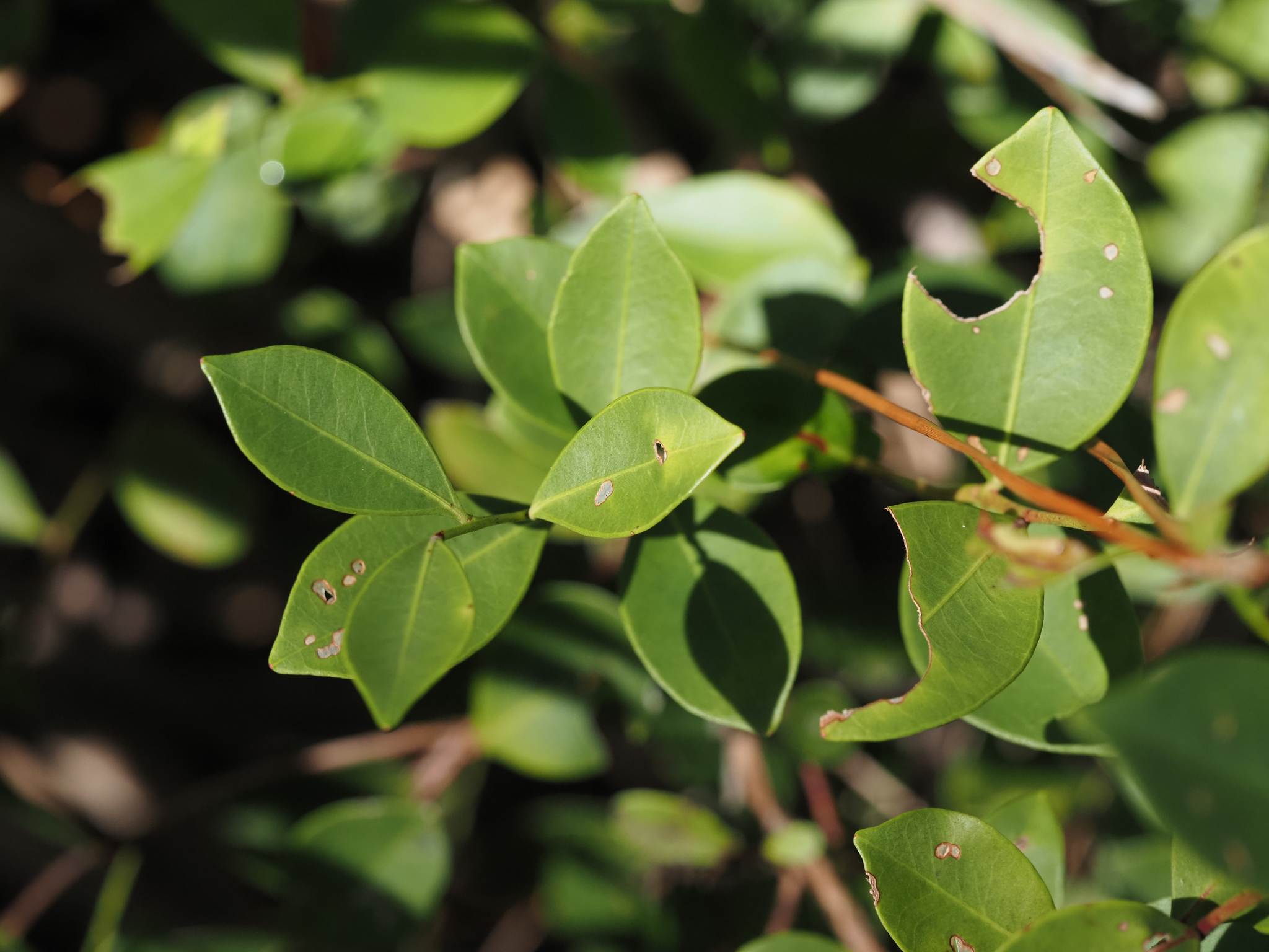 Lyonia lucida (Lam.) C.Koch
