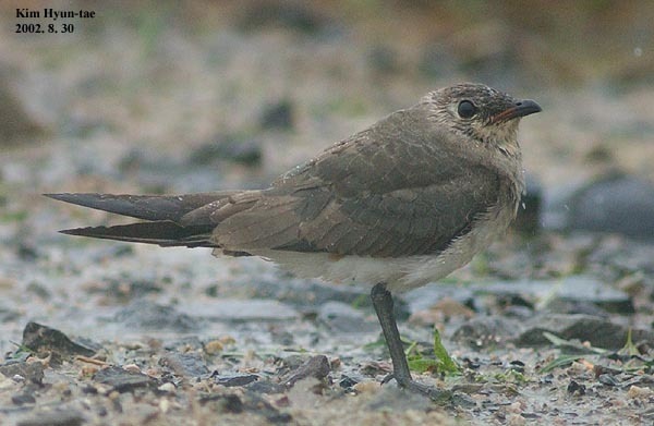 Oriental Pratincole (Birds of the British Indian Ocean Territory ...