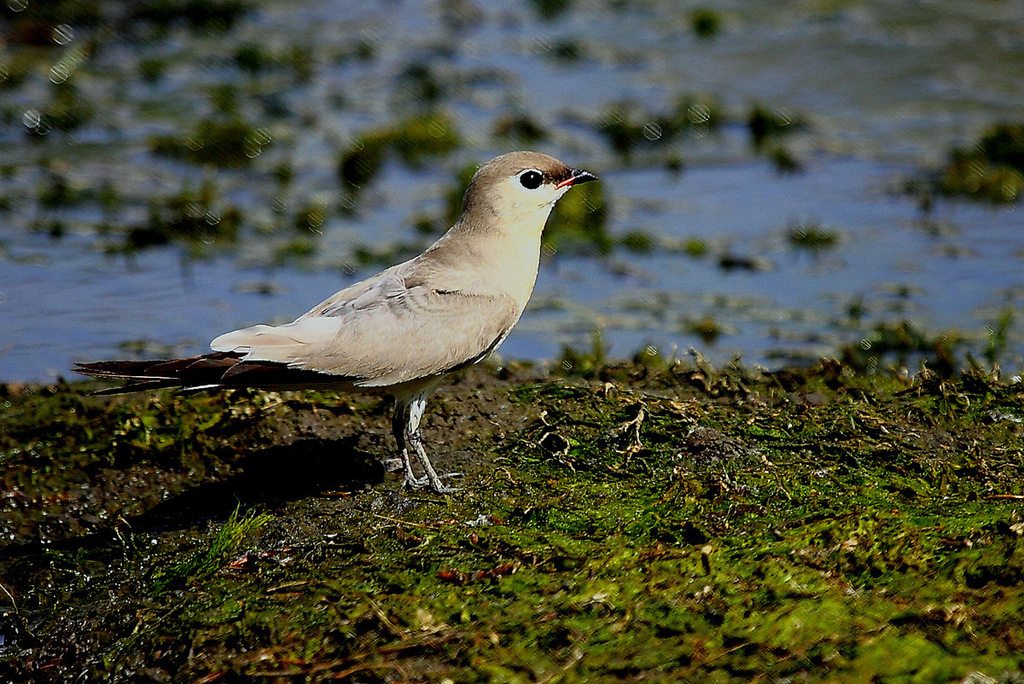 Small Pratincole (Birds of the Chagos Archipelago) · iNaturalist