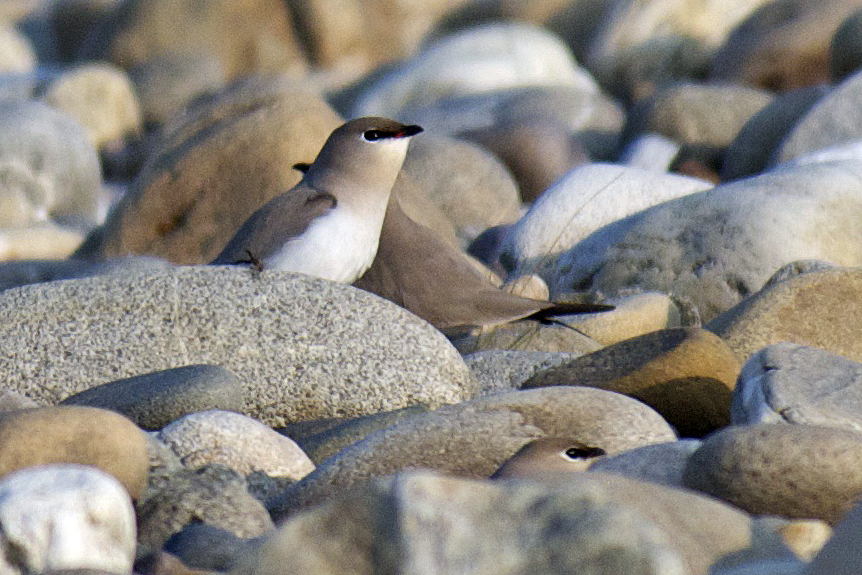 Small Pratincole (Birds of the Chagos Archipelago) · iNaturalist