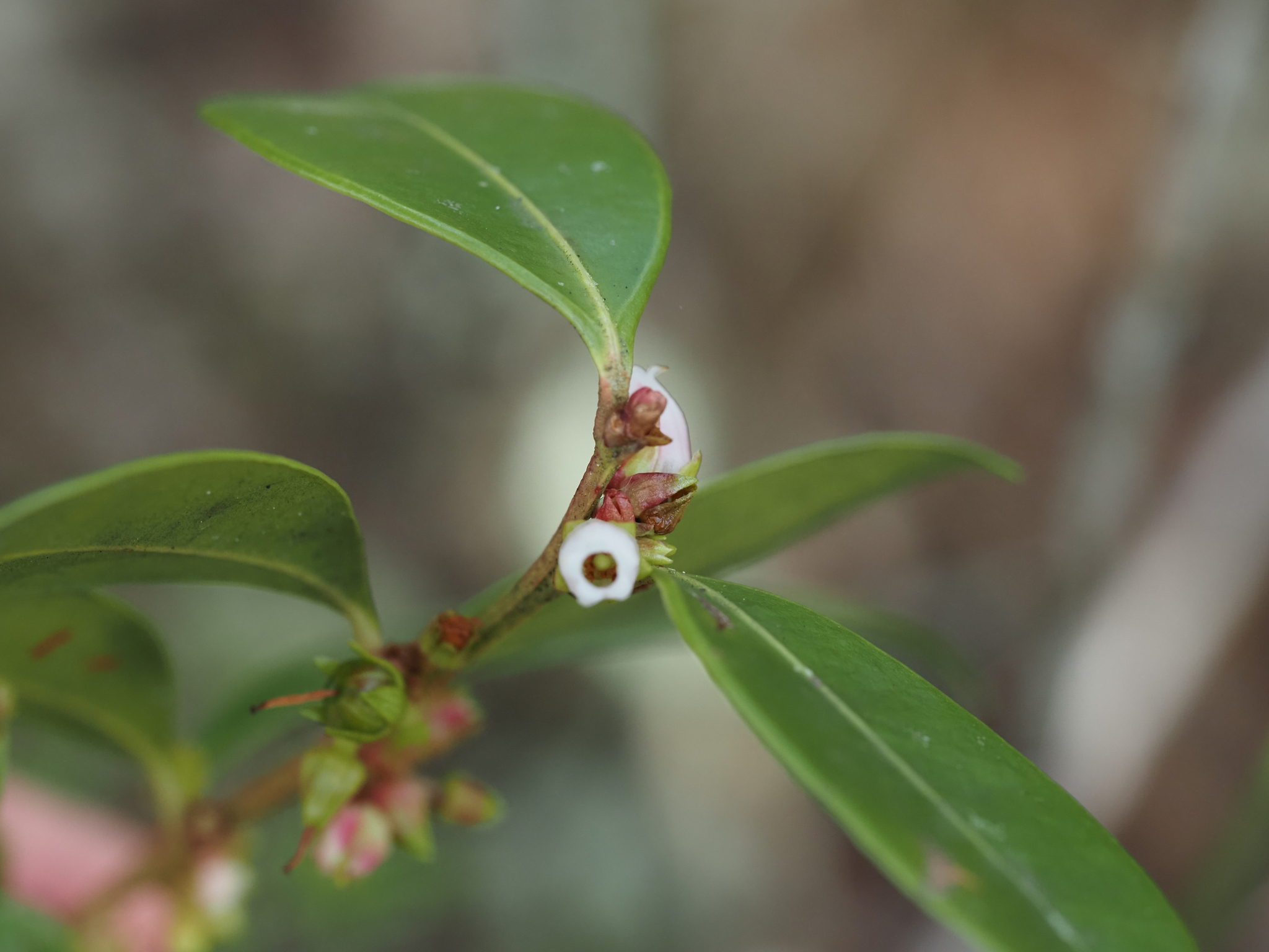 Lyonia lucida (Lam.) C.Koch