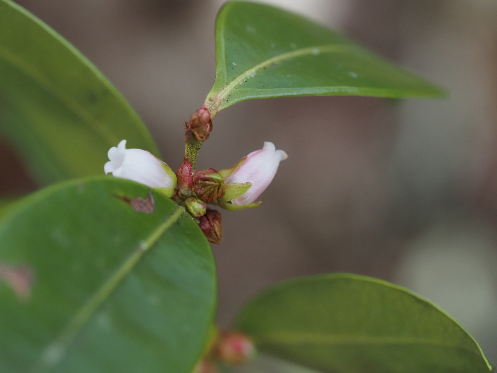 Lyonia lucida (Lam.) C.Koch