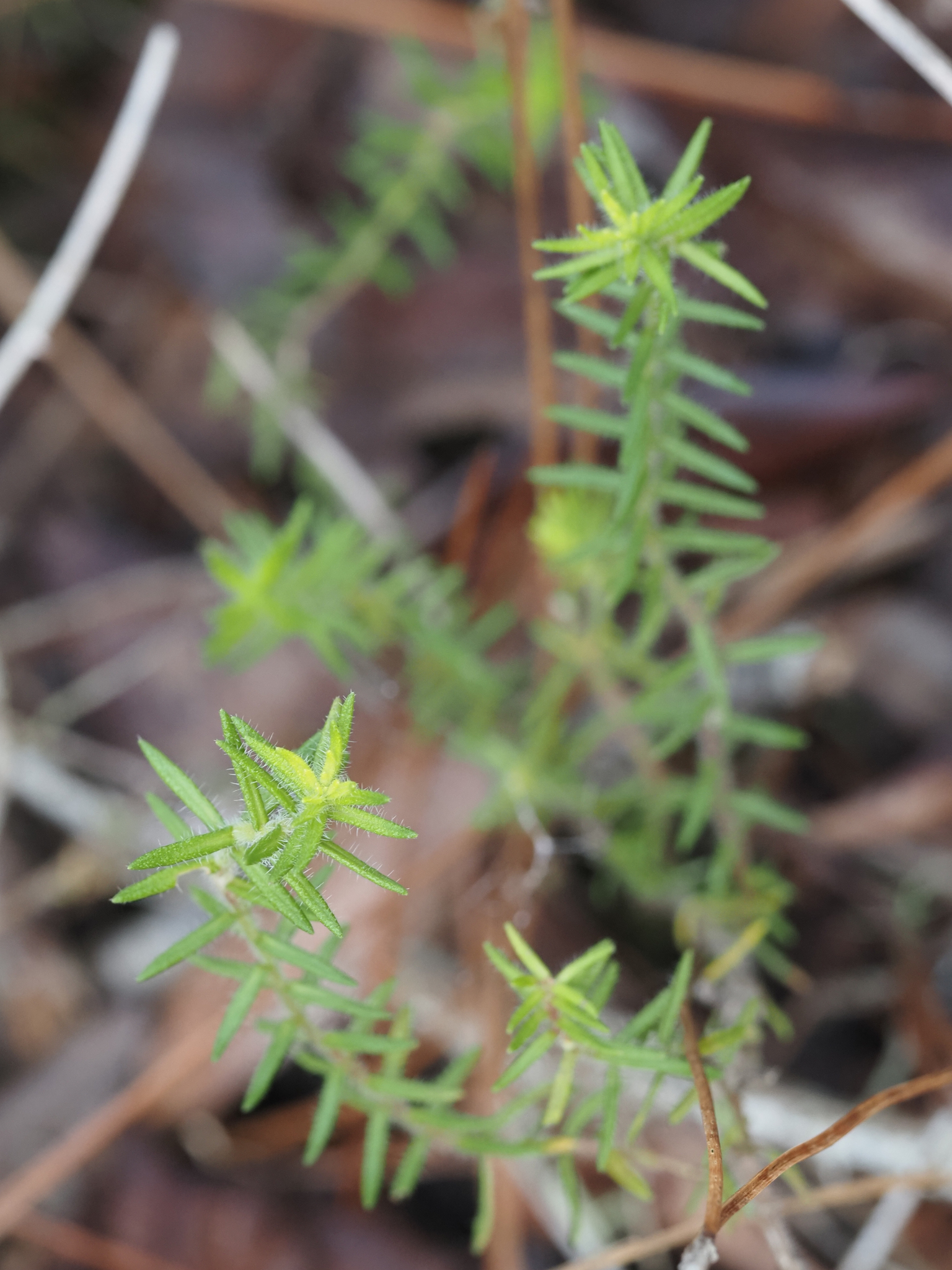 Piloblephis rigida (W.Bartram ex Benth.) Raf.