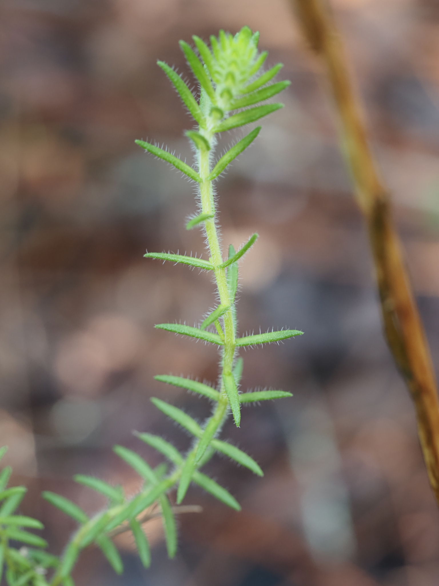 Piloblephis rigida (W.Bartram ex Benth.) Raf.
