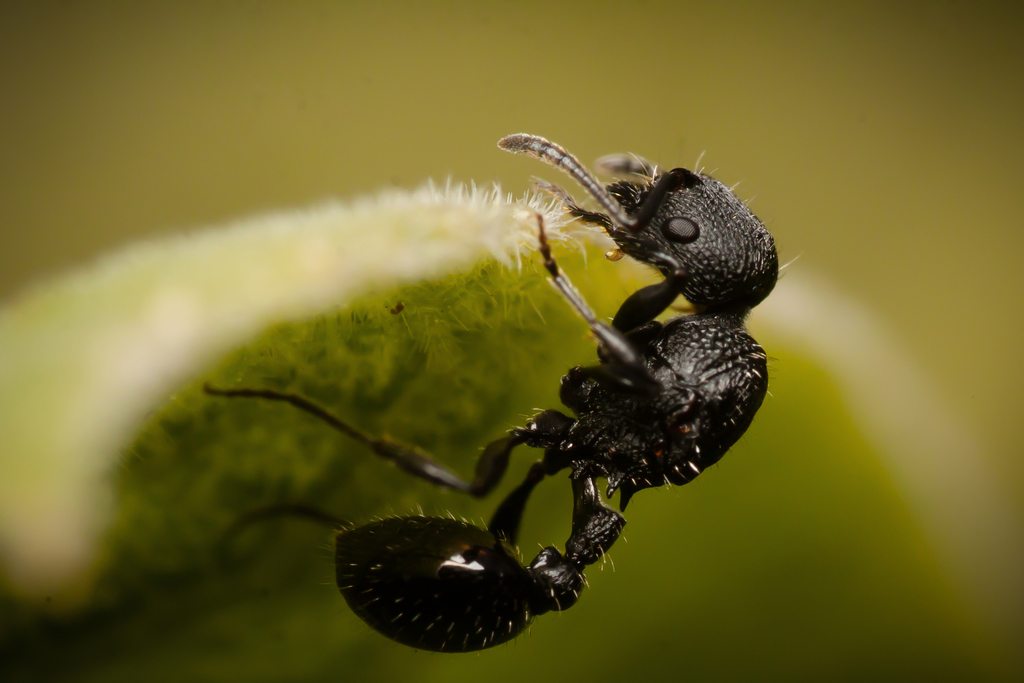 Patagonomyrmex angustus (Insectos en huertas y jardines de Bariloche ...