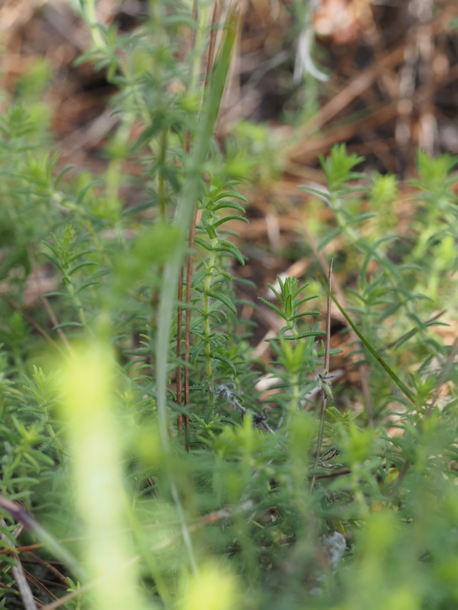 Piloblephis rigida (W.Bartram ex Benth.) Raf.